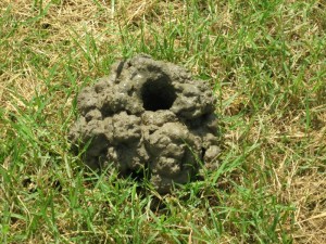 Parkhill Prairie Crayfish – On Dry Land – DFW Urban Wildlife