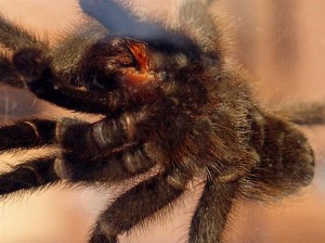 Texas Brown Tarantula – Close Up – DFW Urban Wildlife