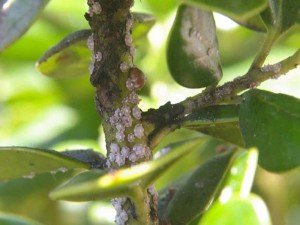 Florida Wax Scale – Infestation – DFW Urban Wildlife