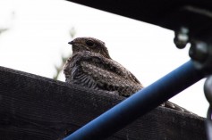 Common Nighthawk – Monkey Bars – DFW Urban Wildlife