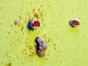 Florida Wax Scale – Stages – DFW Urban Wildlife