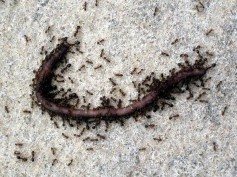 Red Imported Fire Ant – Earthworms and Ant Trails – DFW Urban Wildlife