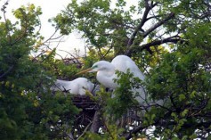 The Amazing UTSWMC Rookery – DFW Urban Wildlife