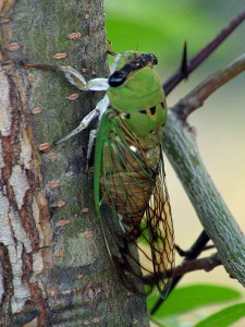 Superb Green Cicada – The Buzz – DFW Urban Wildlife
