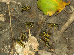 Eastern Yellow Jacket – Underground – DFW Urban Wildlife