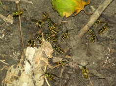 Eastern Yellow Jacket – Underground – DFW Urban Wildlife