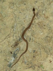 Texas Brown Snake – Juveniles – DFW Urban Wildlife