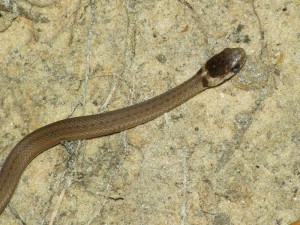 Texas Brown Snake – Juveniles – DFW Urban Wildlife