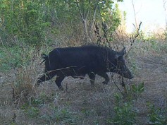 Feral Hog – Population Explosion – DFW Urban Wildlife