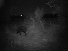 Feral Hog – Population Explosion – DFW Urban Wildlife