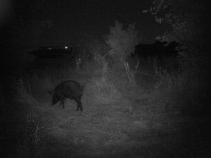 Feral Hog – Population Explosion – DFW Urban Wildlife