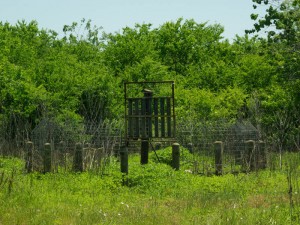 Feral Hog – Population Explosion – DFW Urban Wildlife