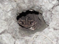 Gulf Coast Toad – Burrow Digger? – DFW Urban Wildlife