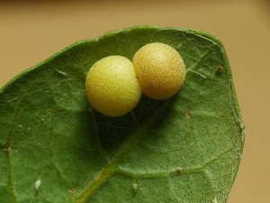 Red Pea Gall Wasp – Infected – DFW Urban Wildlife