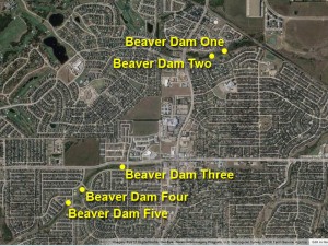 Beaver – Population Density – DFW Urban Wildlife