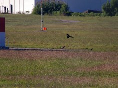 Red-tailed Hawk – Addison Airport – DFW Urban Wildlife