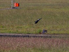 Red-tailed Hawk – Addison Airport – DFW Urban Wildlife