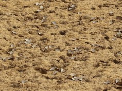 Giant Floater – Dead Zone – DFW Urban Wildlife