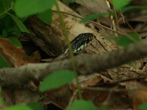 Texas Garter Snake – Olive Shapiro Park – DFW Urban Wildlife