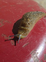 Yellow Garden Slug – Big and Slimy – DFW Urban Wildlife