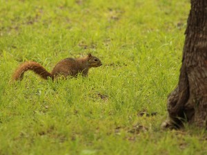 Fox Squirrel – Molt – DFW Urban Wildlife