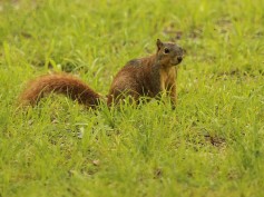Fox Squirrel – Molt – DFW Urban Wildlife