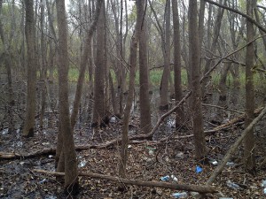 Great Trinity Forest Overlooks in Dallas, Texas – DFW Urban Wildlife