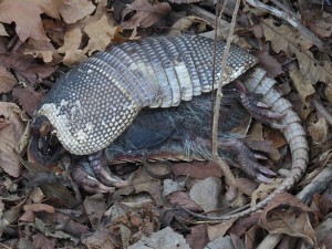 Armadillo – Gruesome End – DFW Urban Wildlife