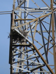Great Horned Owl – Transmission Tower Nest – DFW Urban Wildlife