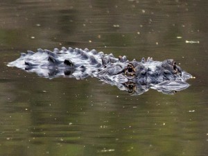 American Alligator – At Home in Lewisville – DFW Urban Wildlife