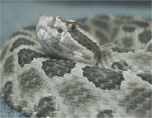 Venomous Snakes of the Dallas/Fort Worth Metroplex – DFW Urban Wildlife