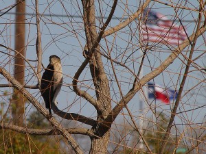 DFW Raptors – Hawks, Falcons, and Eagles – DFW Urban Wildlife