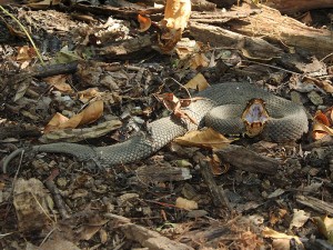 Venomous Snakes of the Dallas/Fort Worth Metroplex – DFW Urban Wildlife