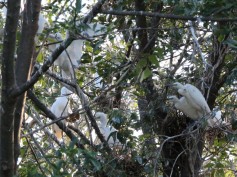 Stacy Ridge Park Rookery – DFW Urban Wildlife