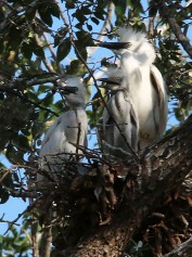 Stacy Ridge Park Rookery – DFW Urban Wildlife