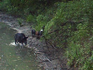 Are There Mountain Lions In The Dallas/Fort Worth Area? – DFW Urban ...