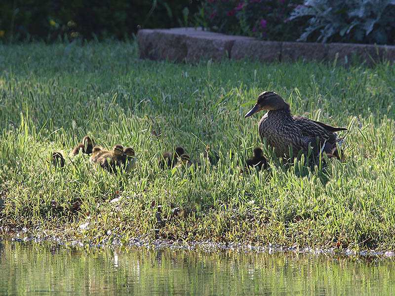 Around the House – DFW Urban Wildlife