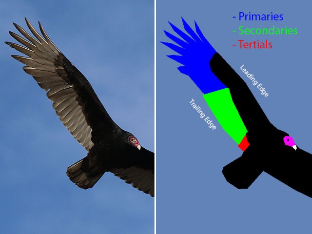 Feathers for Flight – DFW Urban Wildlife