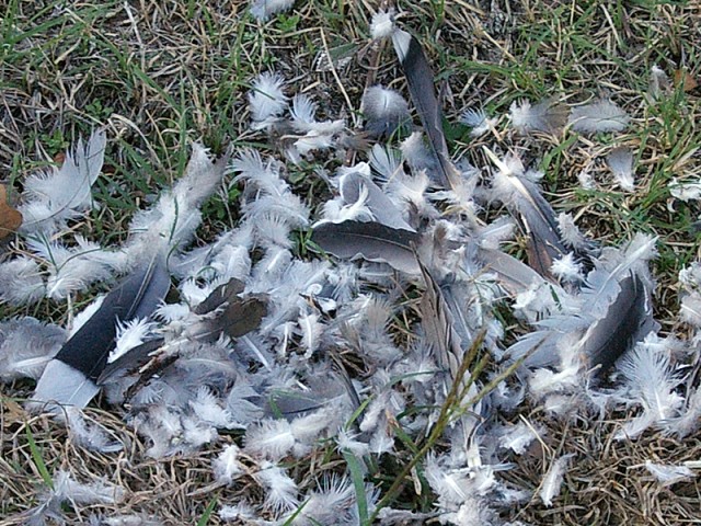 Feathers for Flight – DFW Urban Wildlife