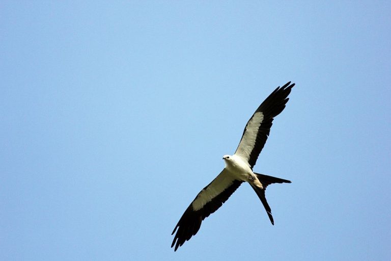 The 10 Most Fascinating Birds Observed in the DFW Metroplex – DFW Urban ...