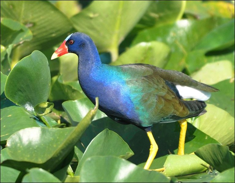 The 10 Most Fascinating Birds Observed in the DFW Metroplex – DFW Urban ...