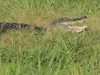 Dallas/Fort Worth Alligator Tracker – DFW Urban Wildlife