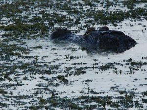 Dallas/Fort Worth Alligator Tracker – DFW Urban Wildlife