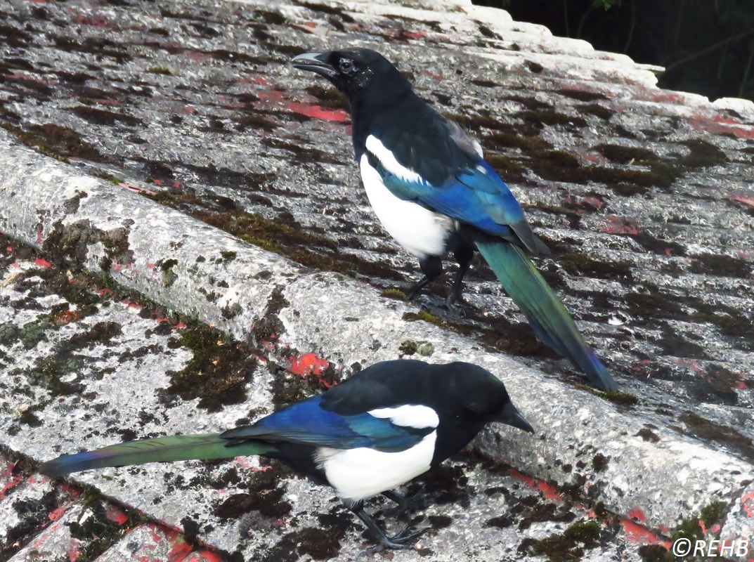 And Now for Something a Wee Bit Different . . . Scotland, October 2016 ...