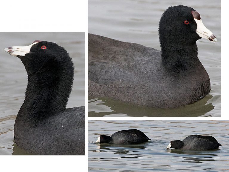 Wonderful Winter Waterfowl – DFW Urban Wildlife