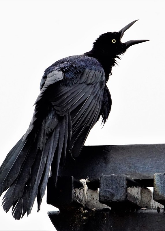 Video – Bird Sounds – DFW Urban Wildlife