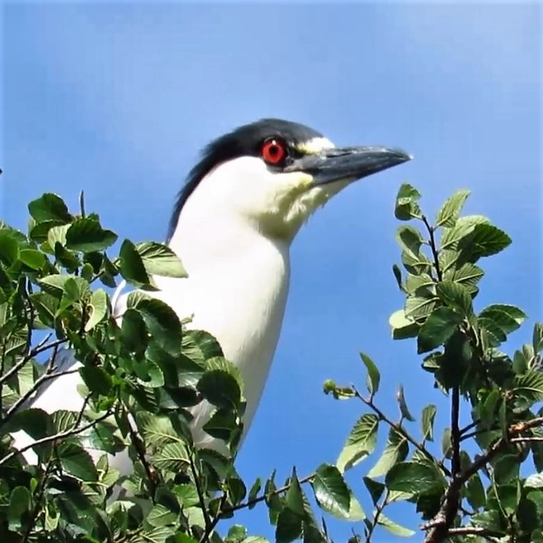 Videos – Nesting Birds – DFW Urban Wildlife