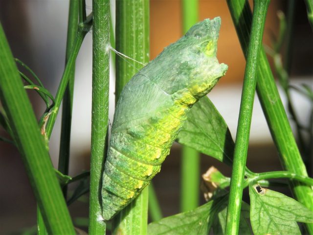 Video – Black Swallowtail Life Cycle – DFW Urban Wildlife