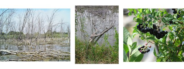 Camera Trapping the Swamp – DFW Urban Wildlife