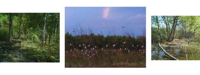 Camera Trapping the Swamp – DFW Urban Wildlife